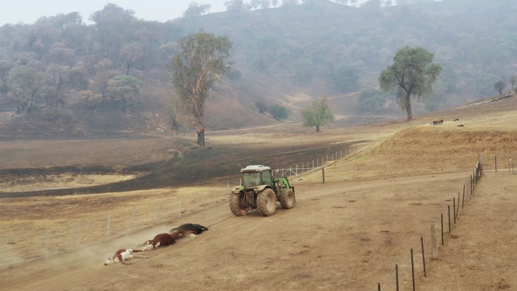 Facing the Future: Farmers finding a way forward from bushfire - ABC News