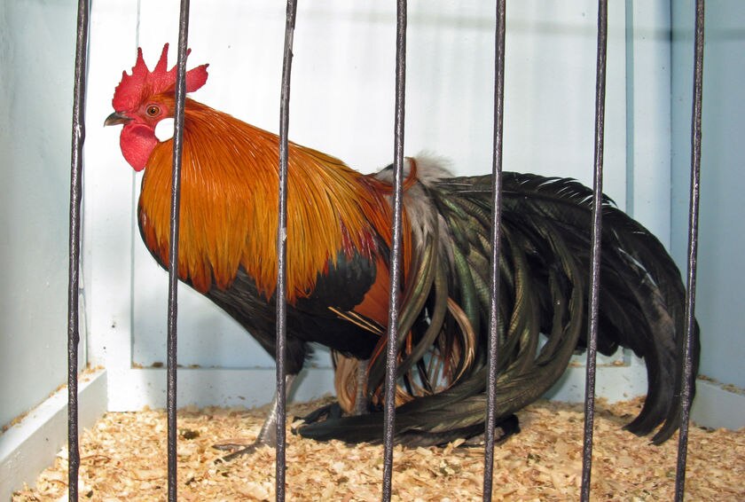 90 years of chook breeding - ABC News