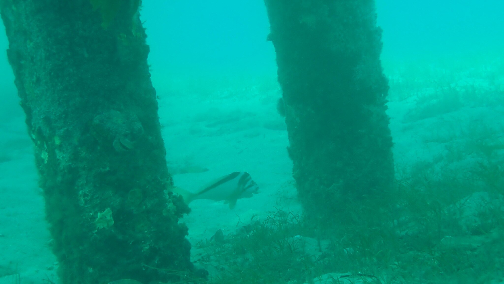Rare magpie fish spotted at Port Noarlunga - ABC listen