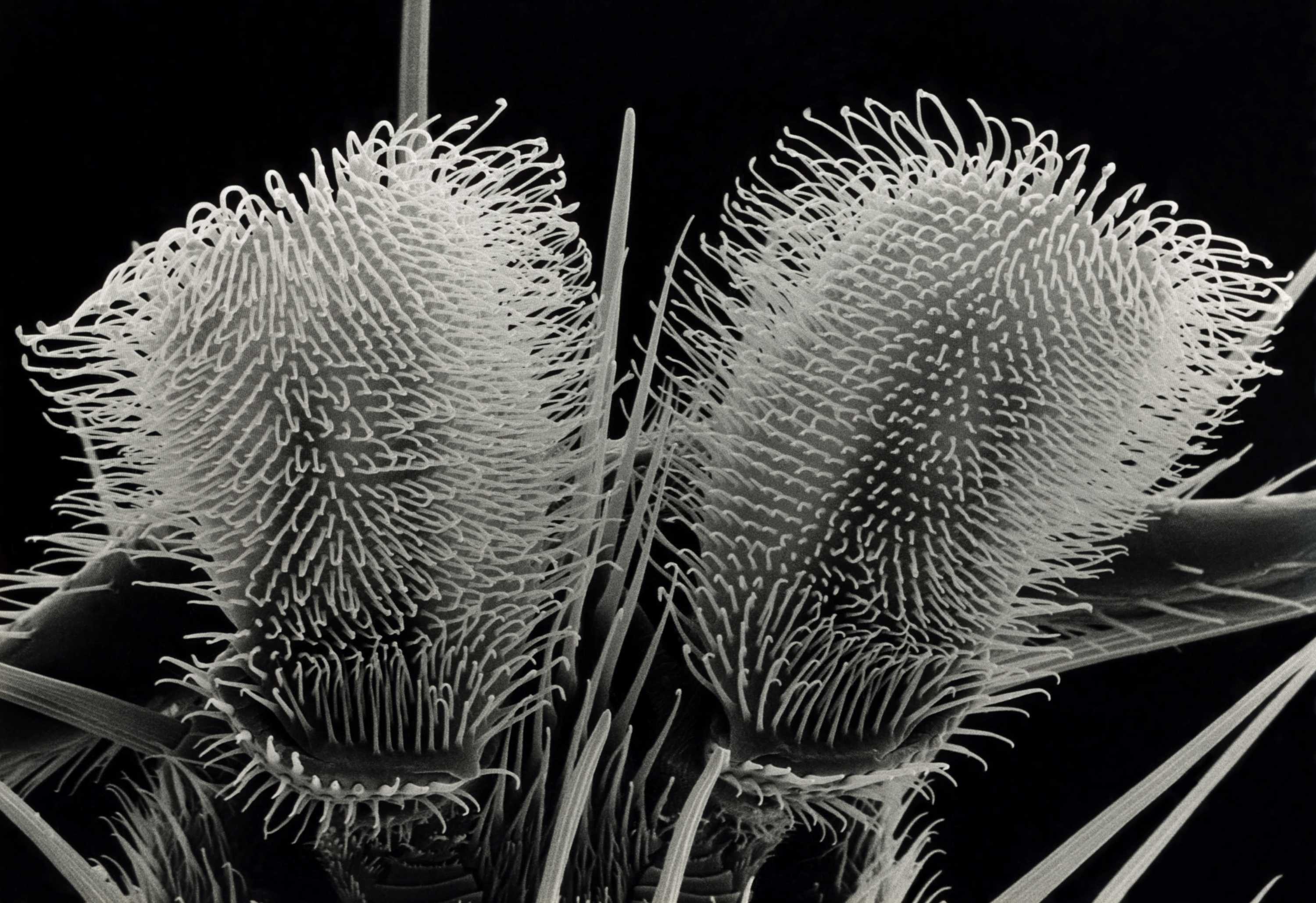 Saluting a great Australian: The bush fly - ABC News