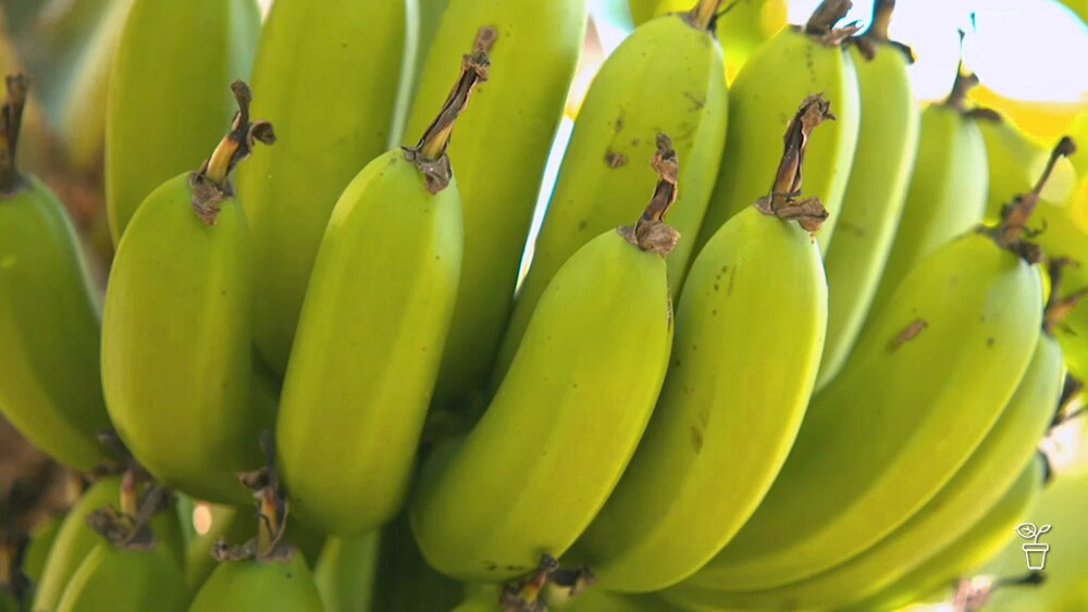 Harvesting Bananas - Gardening Australia