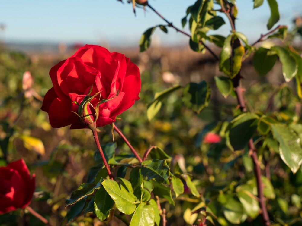 Your go-to guide for growing bloomin' great roses and how to care for ...