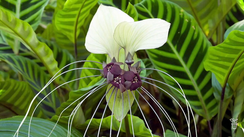 Plant Profile | Persian Silk Tree - Gardening Australia