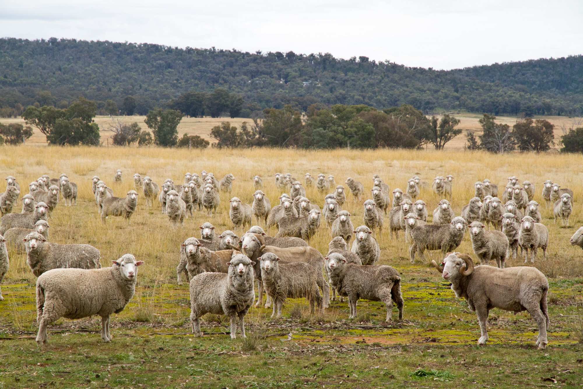 Victorian Government to introduce electronic identification tags for ...