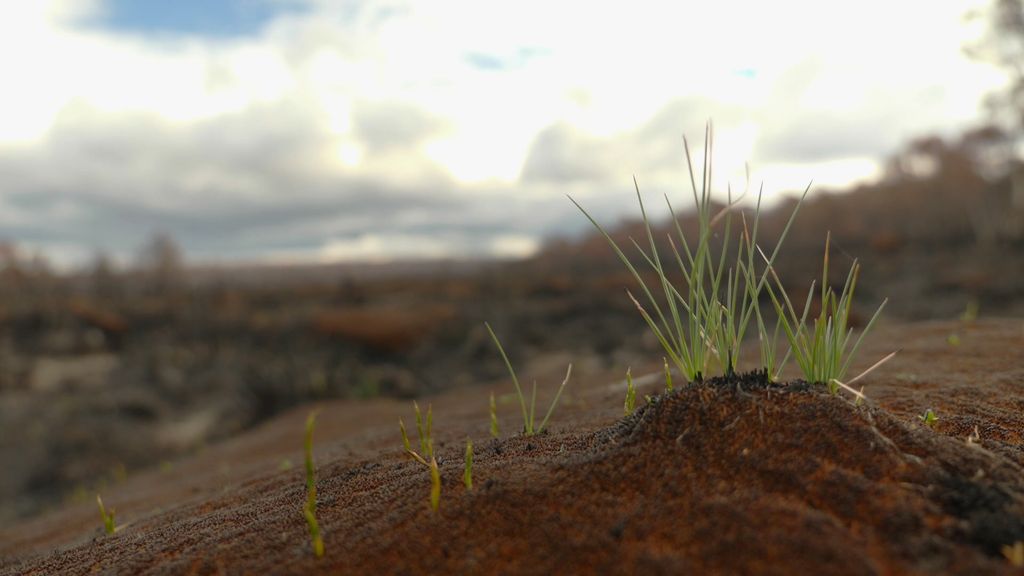 Patch Burning: A call to return to traditional fire burning practices ...