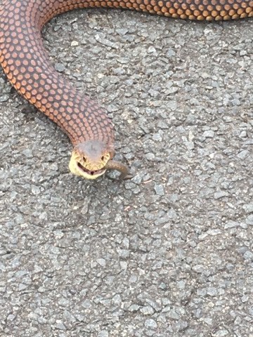 Snake cannibal romance drama 'not unusual' for copperheads, expert says ...