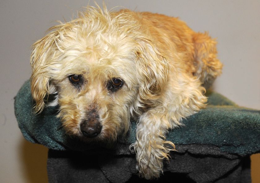 Pooch heading home after 9 yrs missing - ABC News