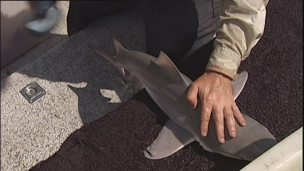 Researchers track critically endangered speartooth shark - ABC News