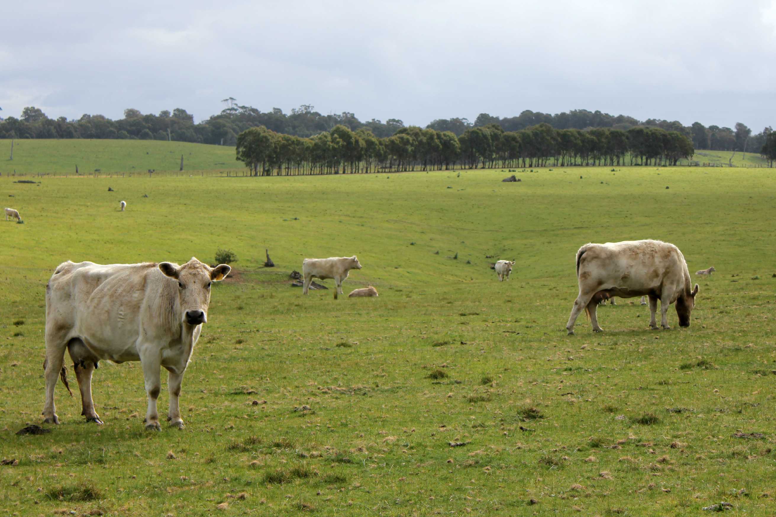 Gippsland farmer improves income selling premium dry-aged beef to ...