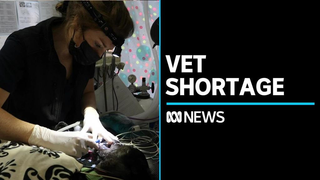Regional vet shortage impacts pet care access - ABC News