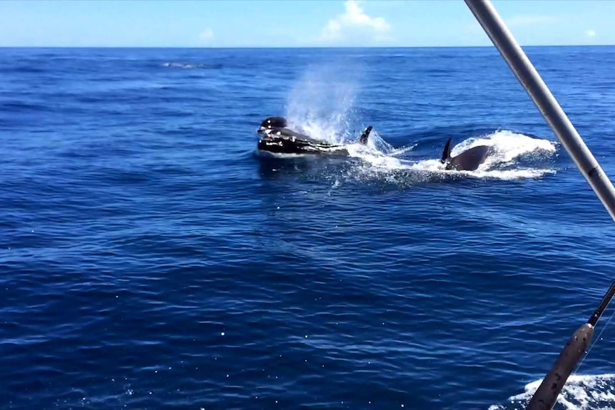 Killer whales filmed circling boat in tropical waters off NT coast ... Killer whales filmed circling boat in tropical waters off NT coast ...