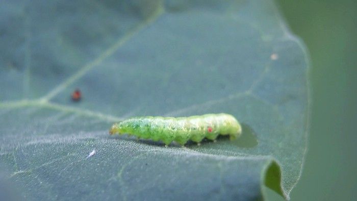 The Sacrificial Plant - Gardening Australia