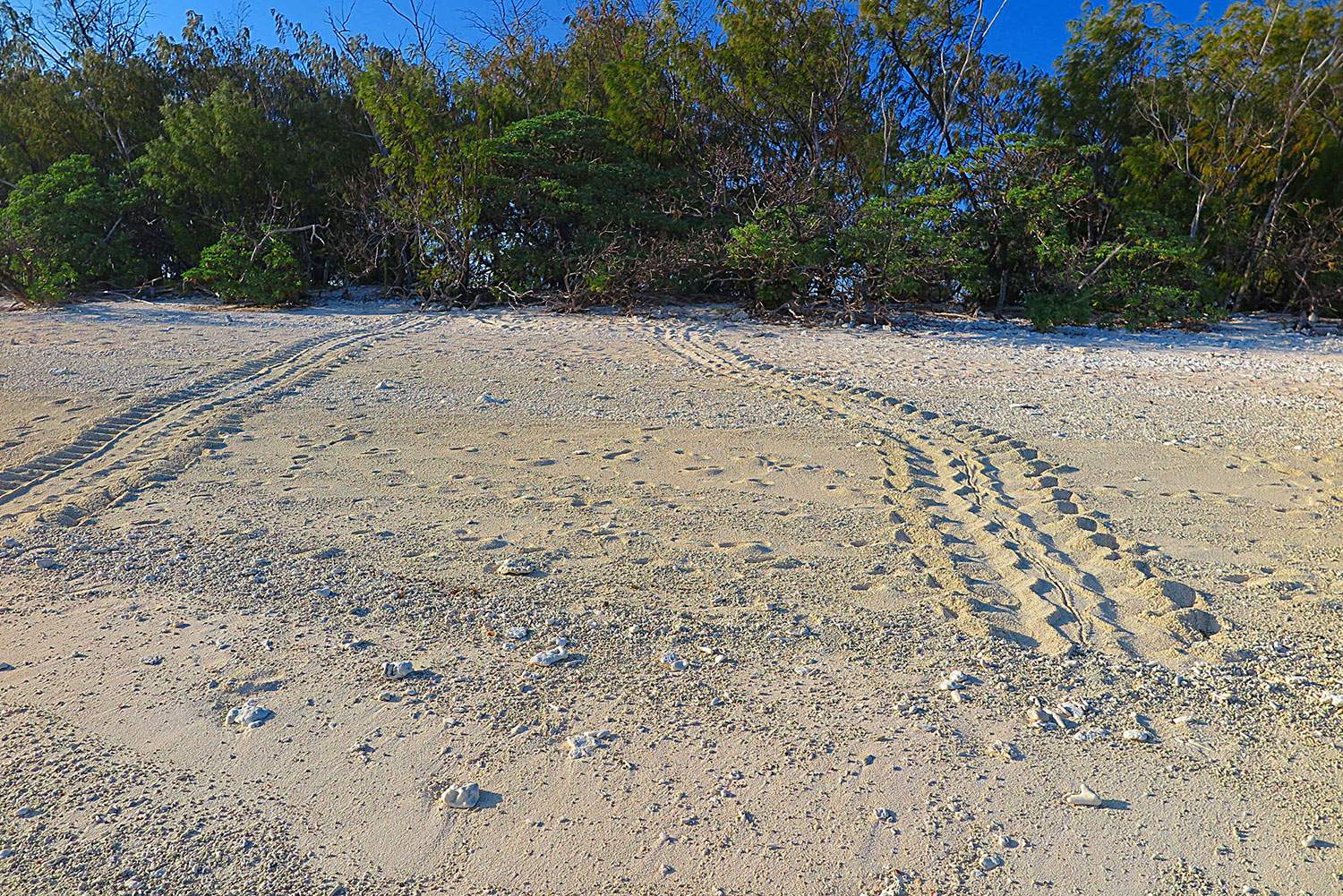 Lady Elliot Island turtle nesting: Tracks spotted at rookery on Great ...
