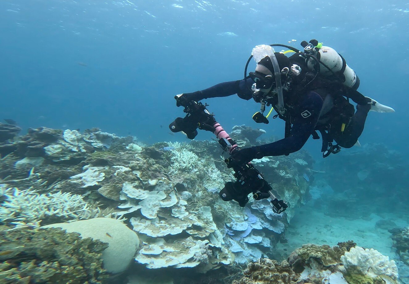 Coral bleaching study off One Tree Island finds 'shocking' damage, but ...