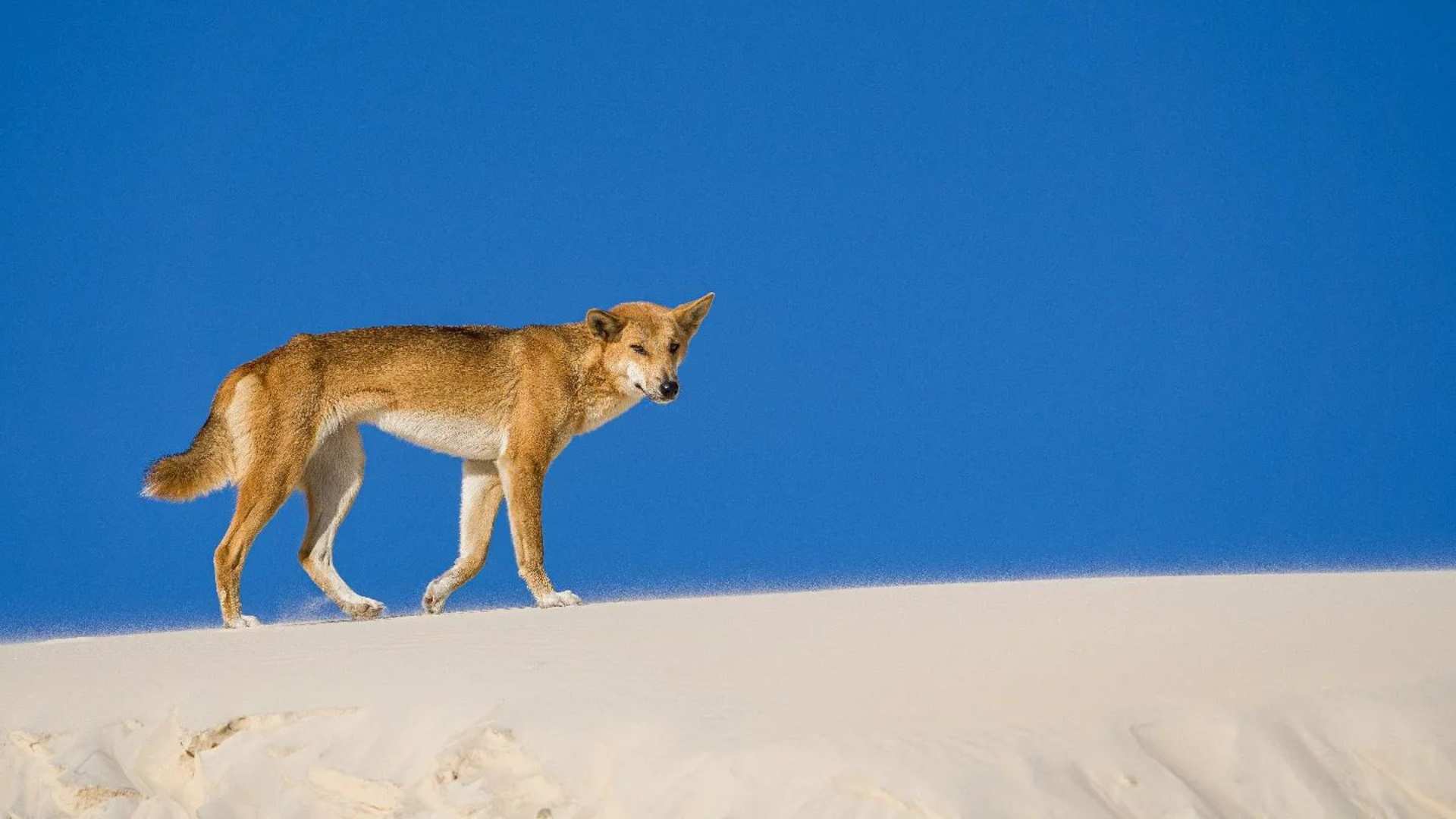Dingoes attack again on K'gari - ABC Radio National