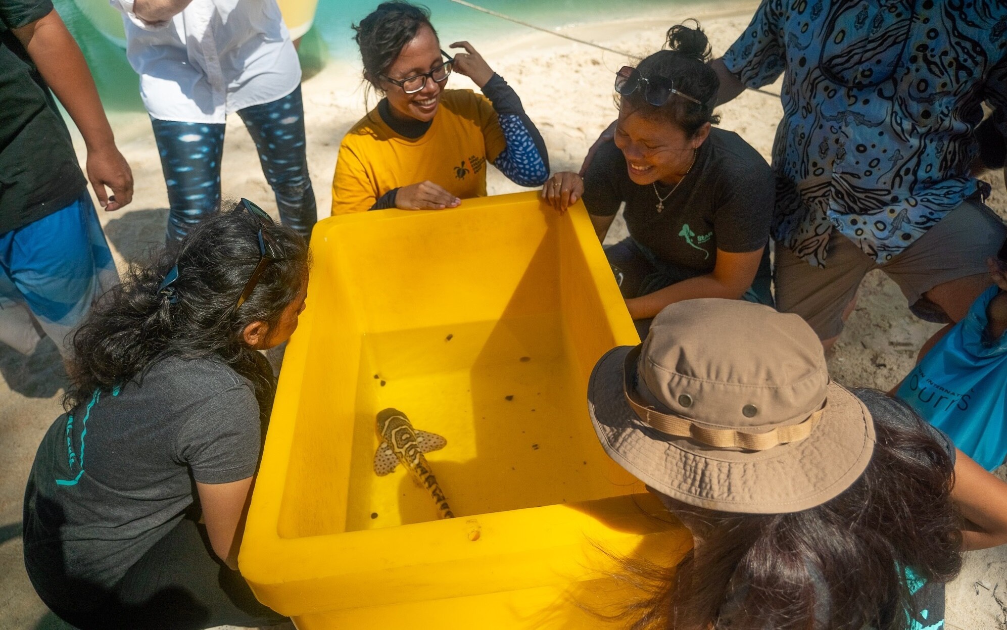 How a Sydney aquarium is helping endangered zebra sharks bounce back in ...