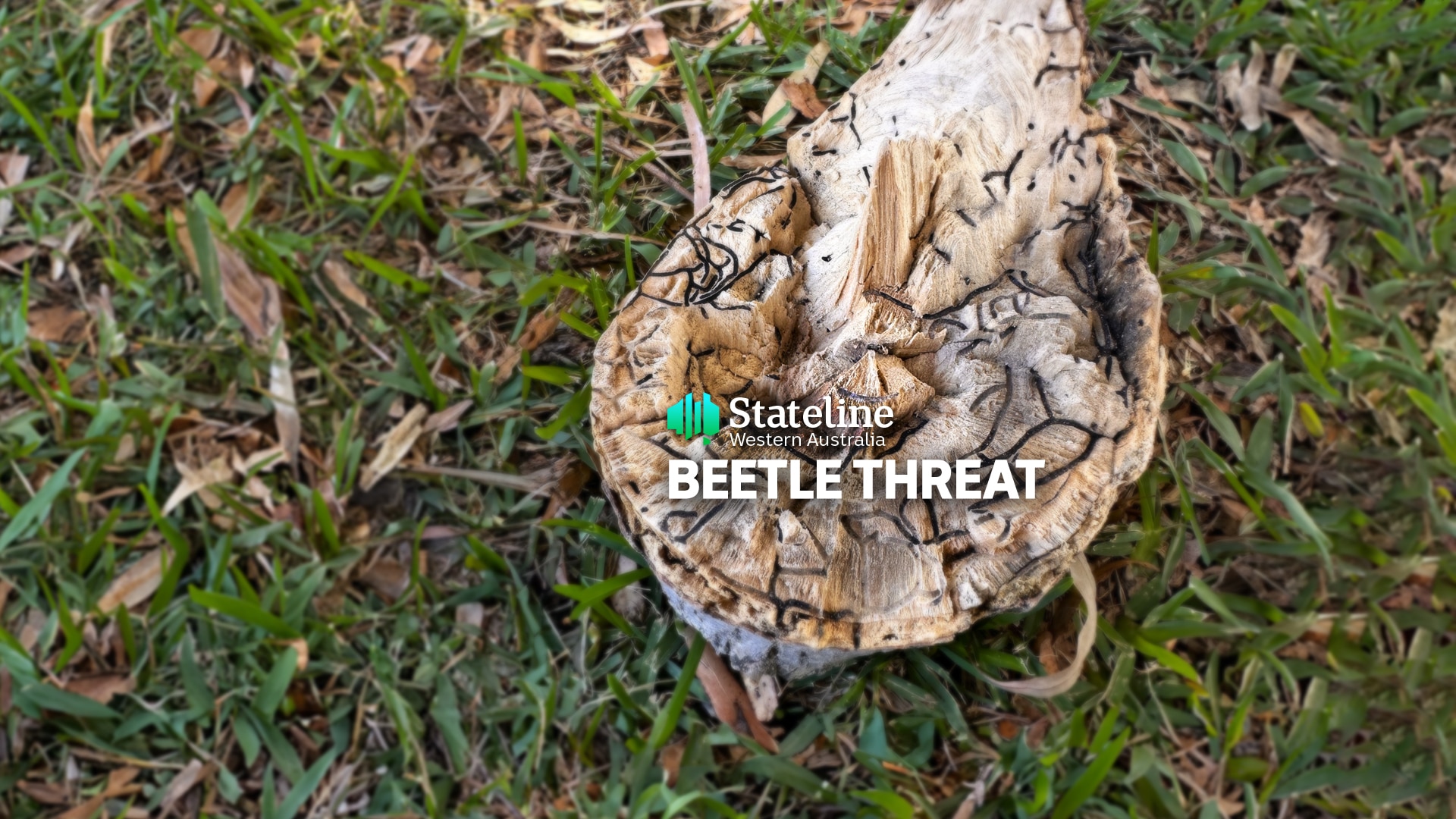 This tiny pest is wreaking havoc on Perth trees - ABC News