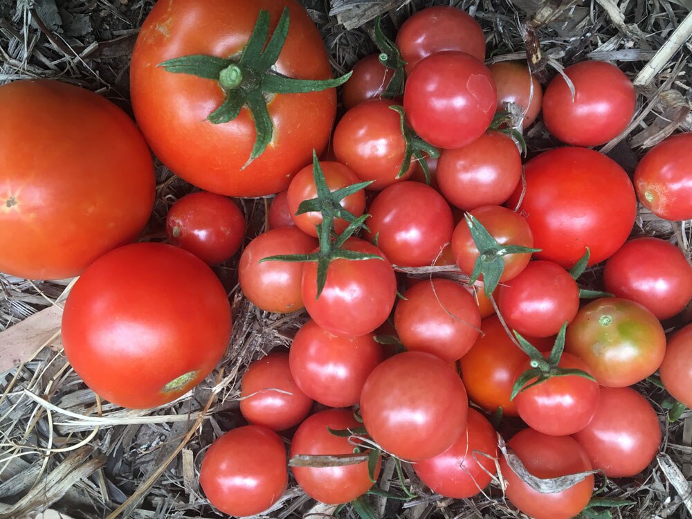 Dirty at 30 Gardeners - Gardening Australia