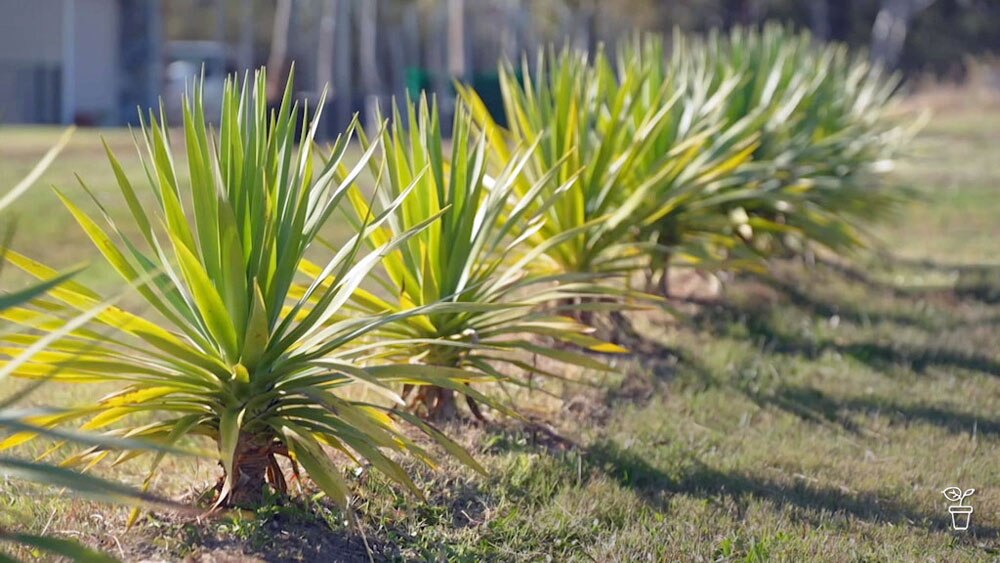 Plotting the Future - Gardening Australia
