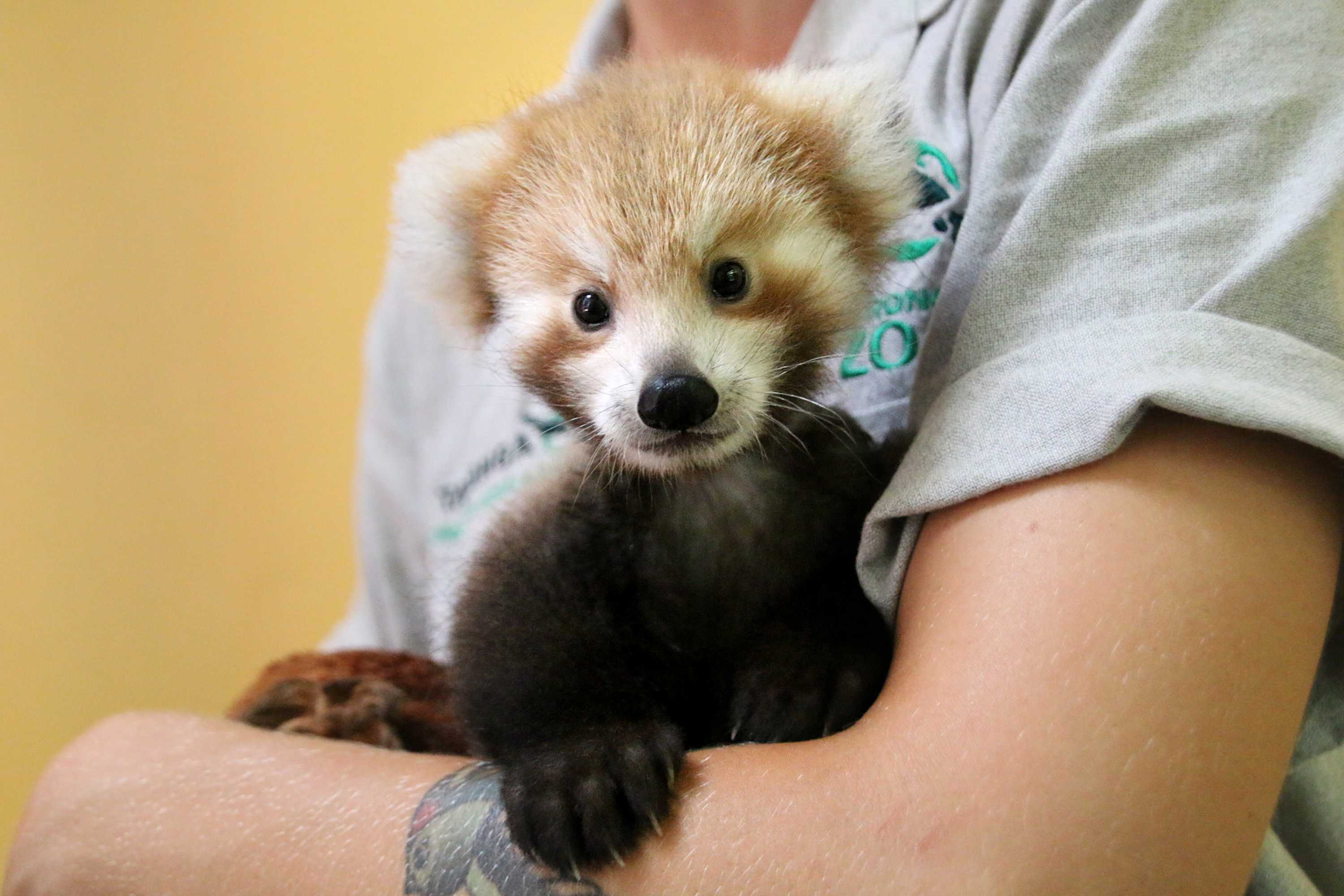 Red panda cub 'Maiya' getting plenty of attention from Taronga ...