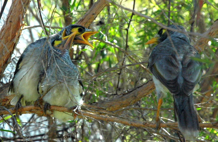Angry birds: Shrubberies may be answer to Adelaide's noisy and ...
