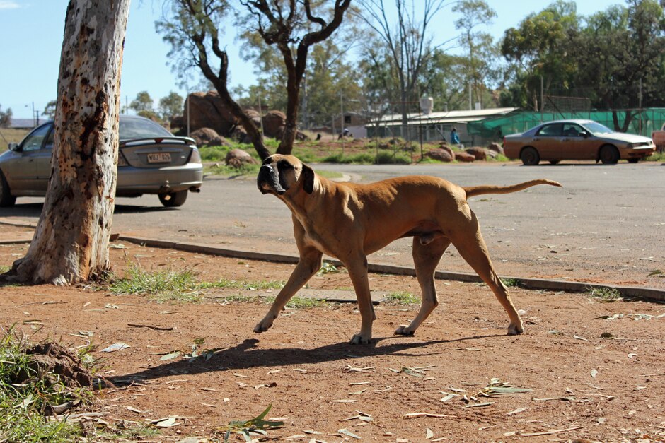 'Every possible genetic combination': The diverse street dogs of the ...