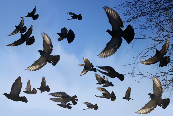 Pigeon fast flyers lead the flock with speed - ABC News