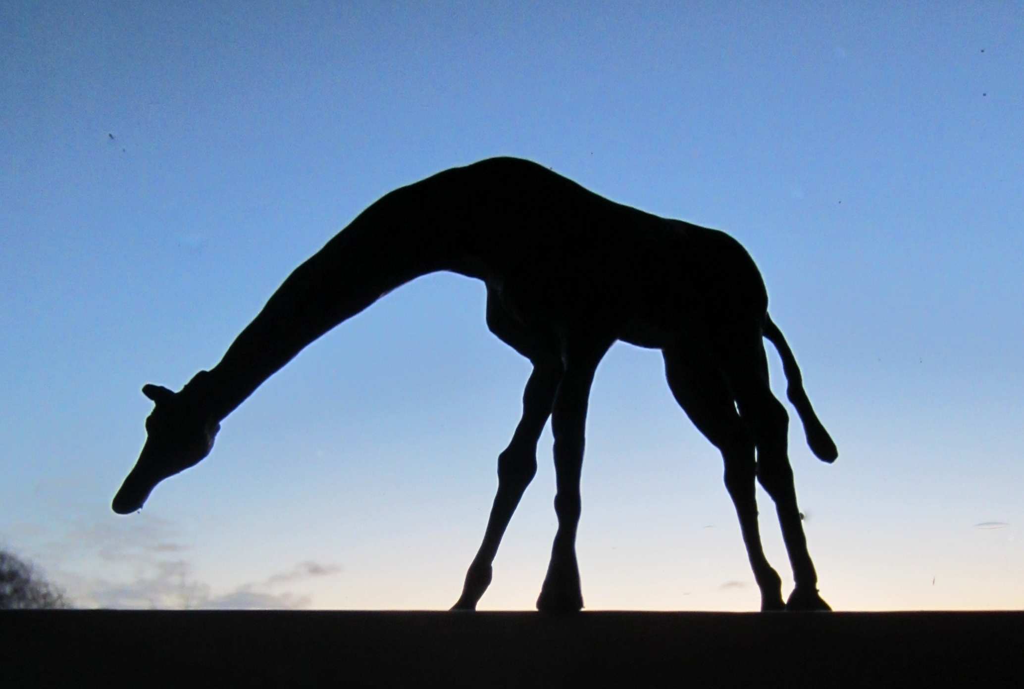 Zoo diaries: running with wolves - ABC Radio National