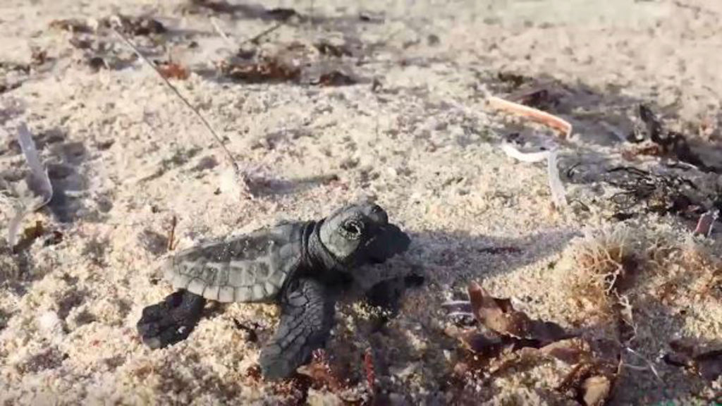 Loggerhead turtles at Gnaraloo enjoy bumper nesting season in boost for ...