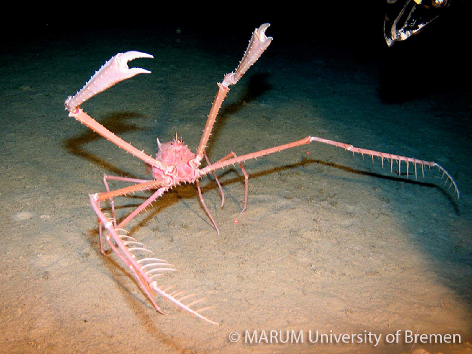 Living fossils discovered during deep sea expedition off Queensland ...