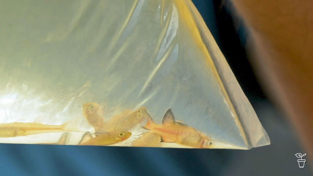 FAQs - Cataphyll | Native fish for ponds | Melastoma - Gardening Australia