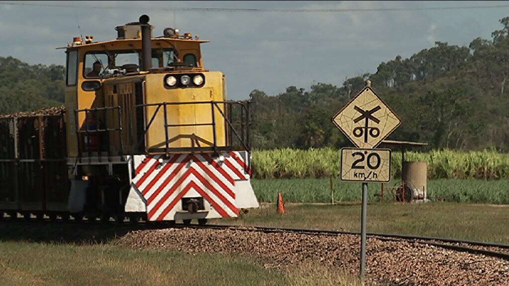 Cane Train - ABC News