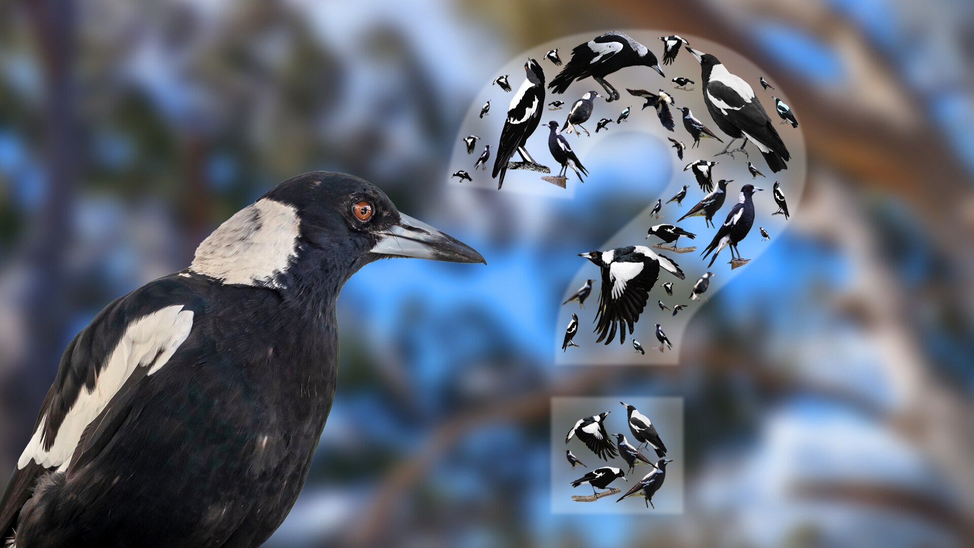 Magpies, magpie-larks and the striking mystery of South Australia's ...