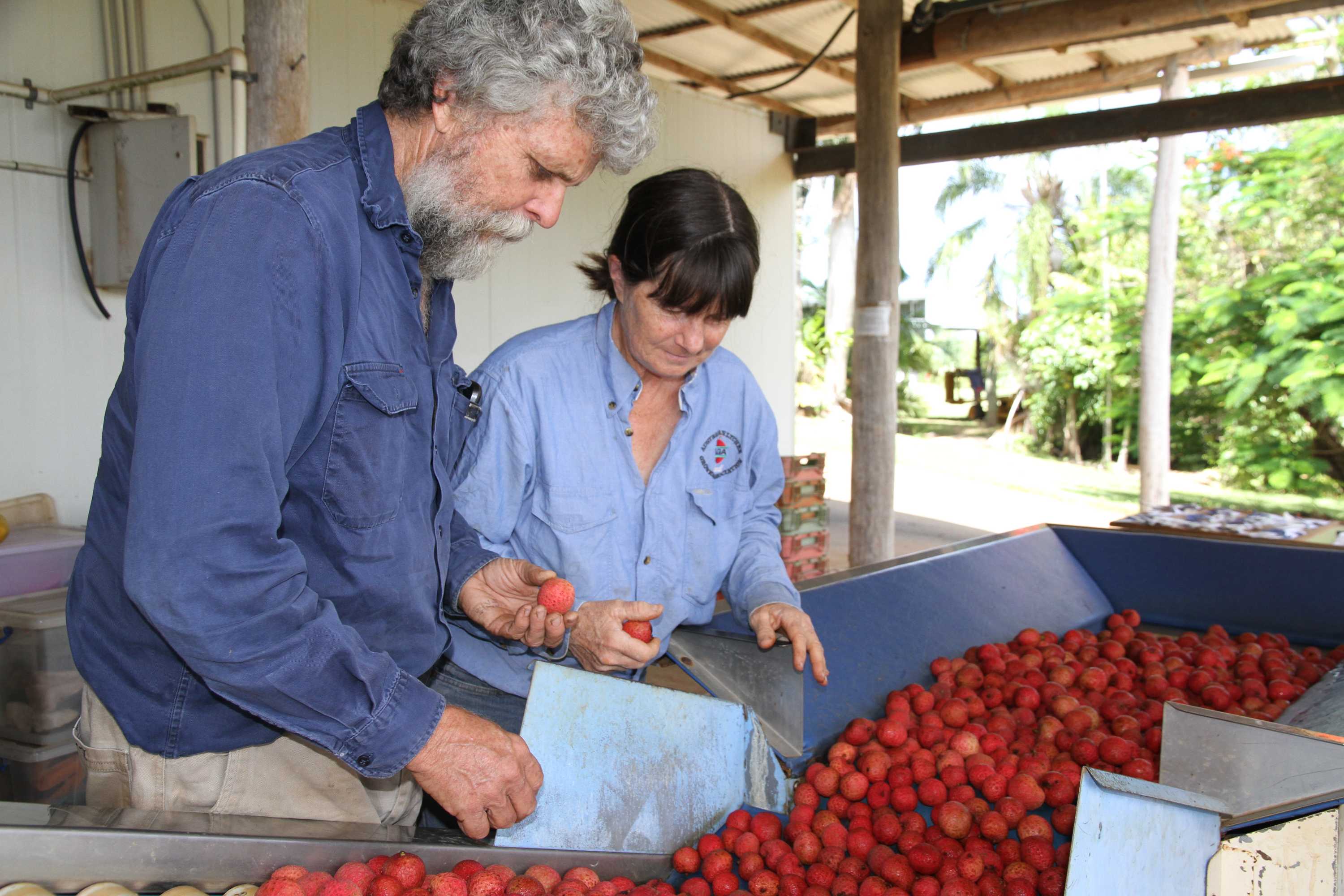 Fruit farmers say they are drowning in paperwork and rules - ABC News