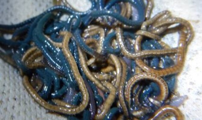 Palolo season: the mystical blue sea worms steeped in Samoan tradition ...