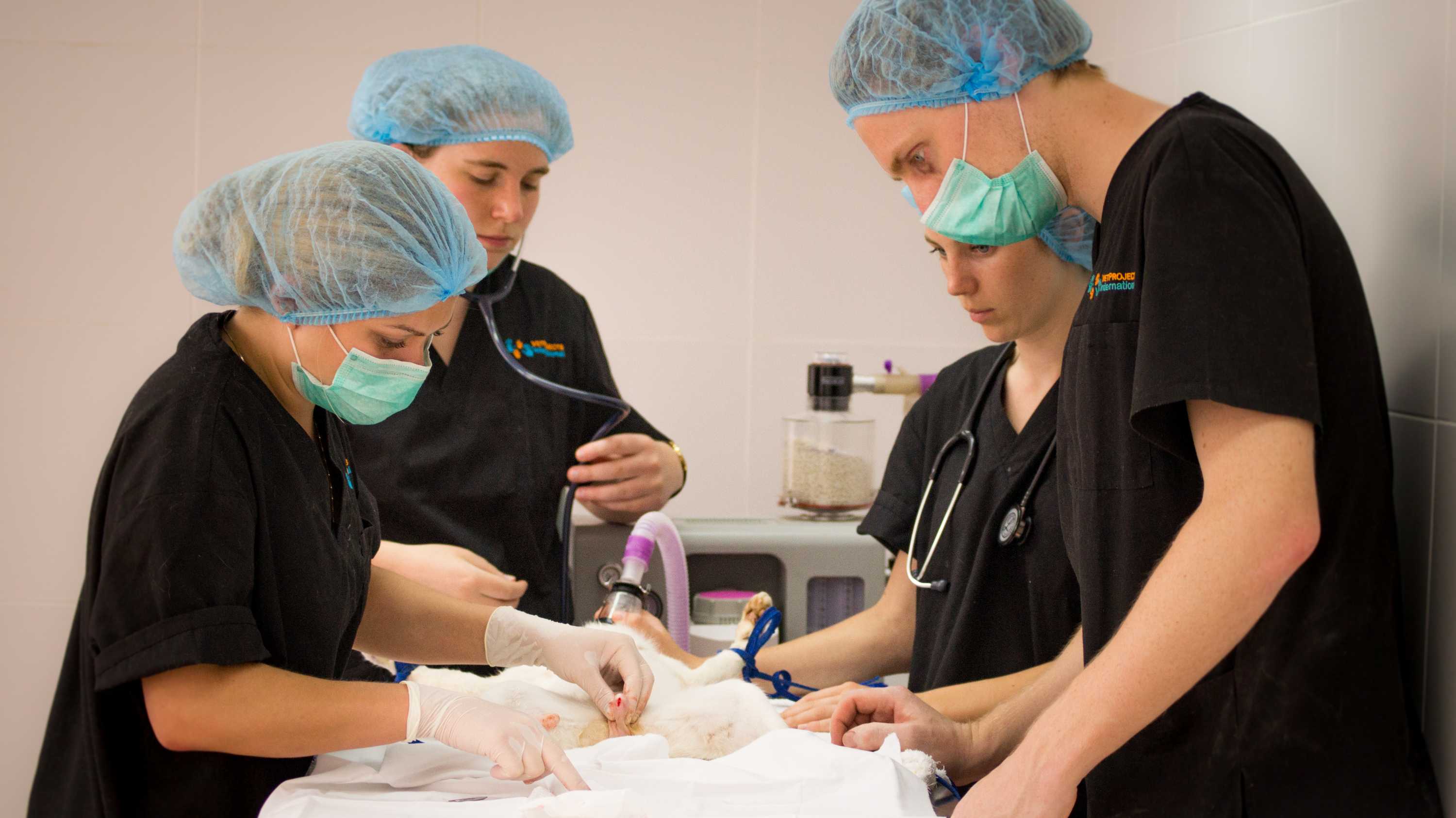 Australian veterinarians return to Thailand to work with homeless and ...