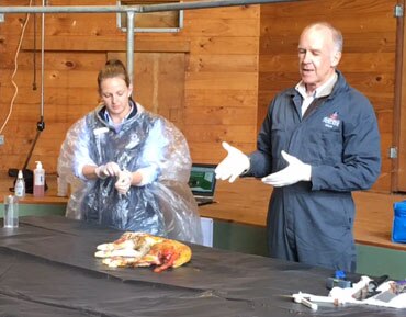 Sheep producers learn about conducting an autopsy to prevent further ...
