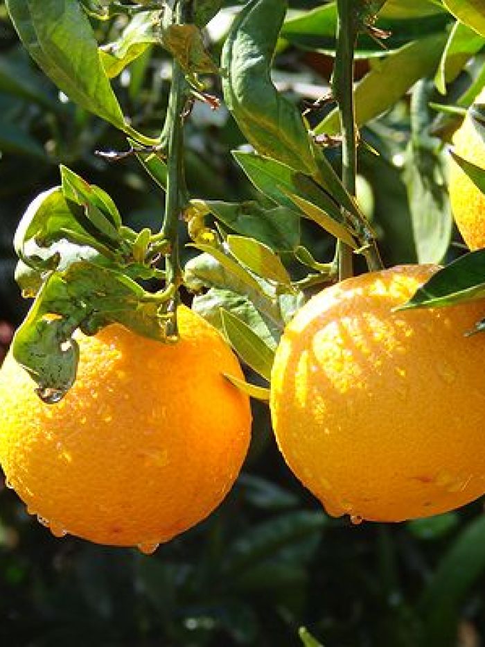 Riverina citrus industry puts fruit fly in the crosshairs - ABC News