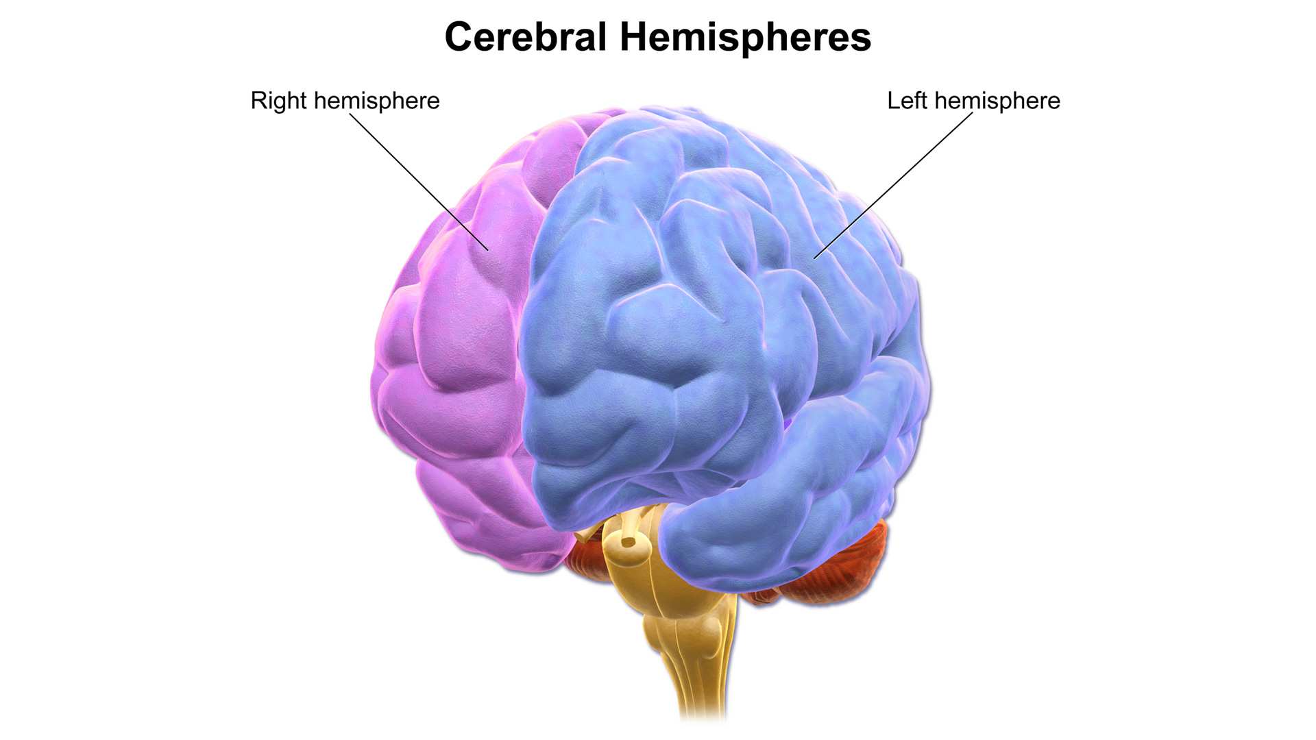 Why are some people left-handed and others are right-handed? - ABC ...