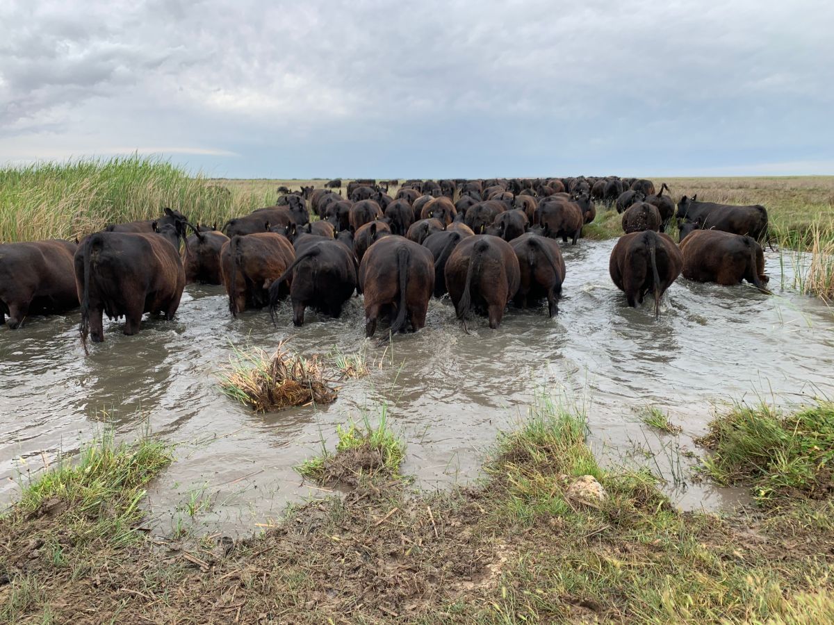 How do you run cattle and sheep in a swamp? This farm has done it for ...