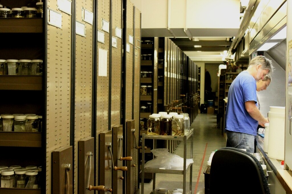 Queensland Museum vault cracked opened to reveal 150 years of history ...