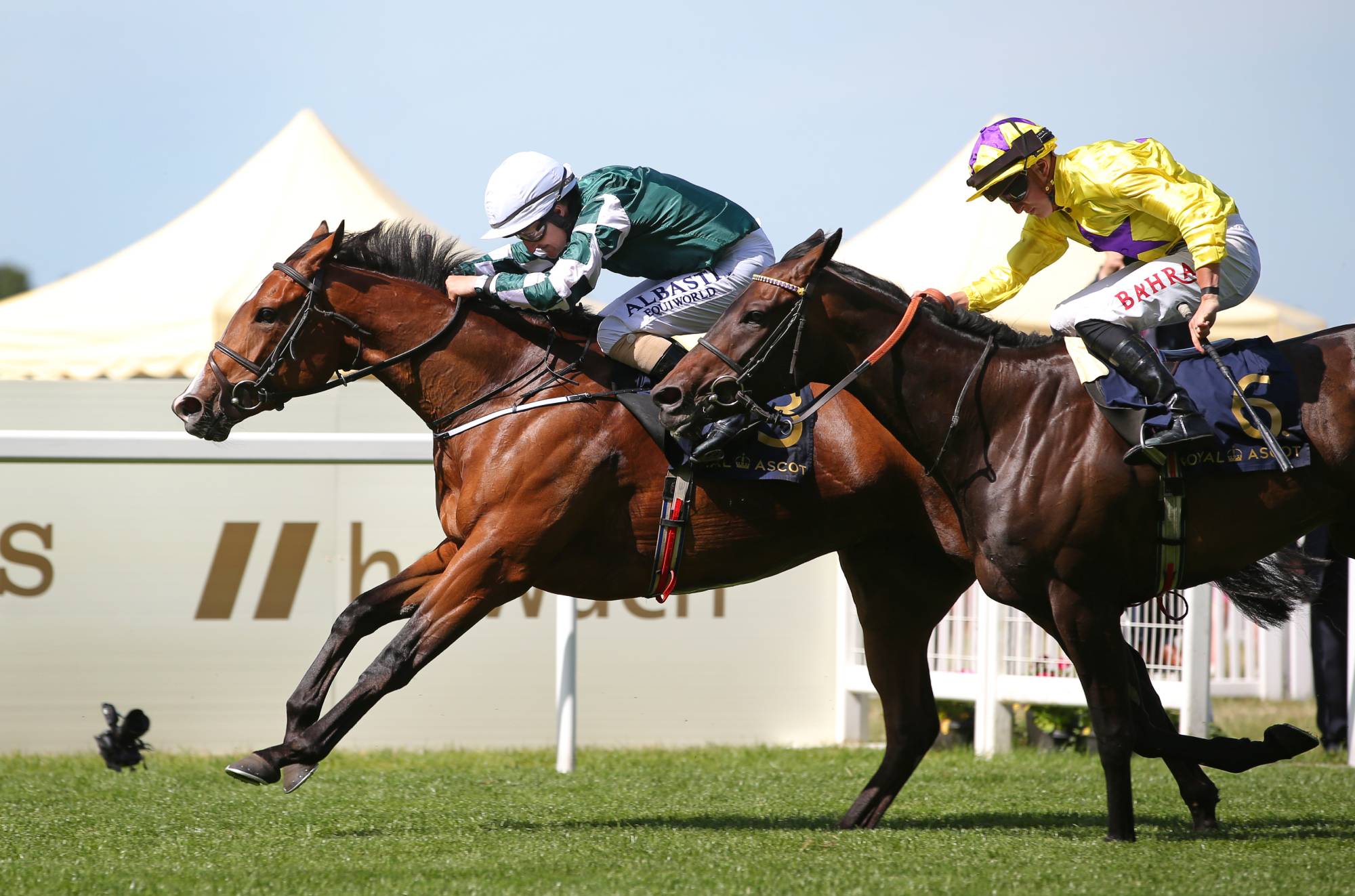 Melbourne Cup 2023 field, horses, form guide and finishing order - ABC News