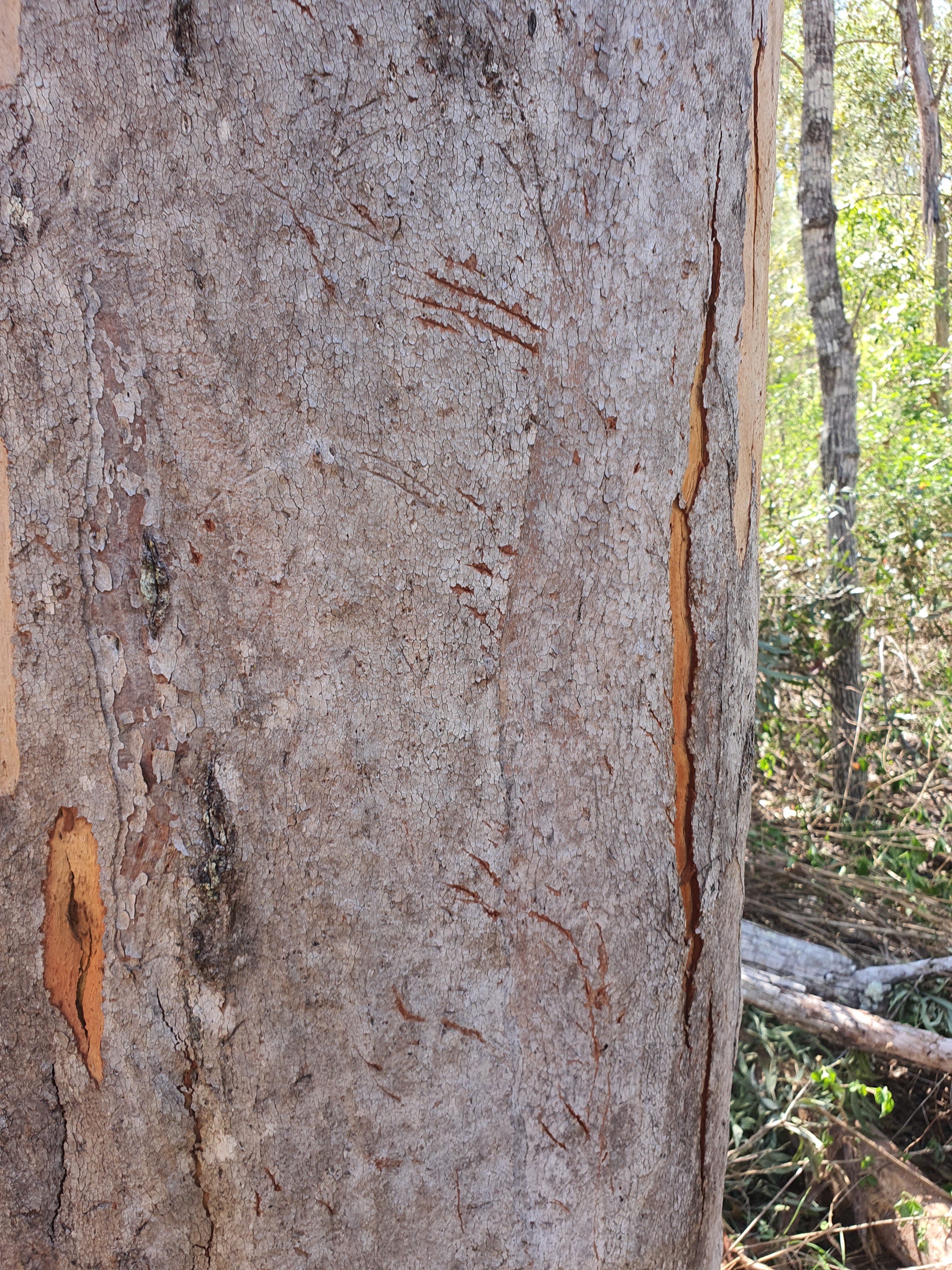 How citizen scientists help koala conservation efforts, and what you ...