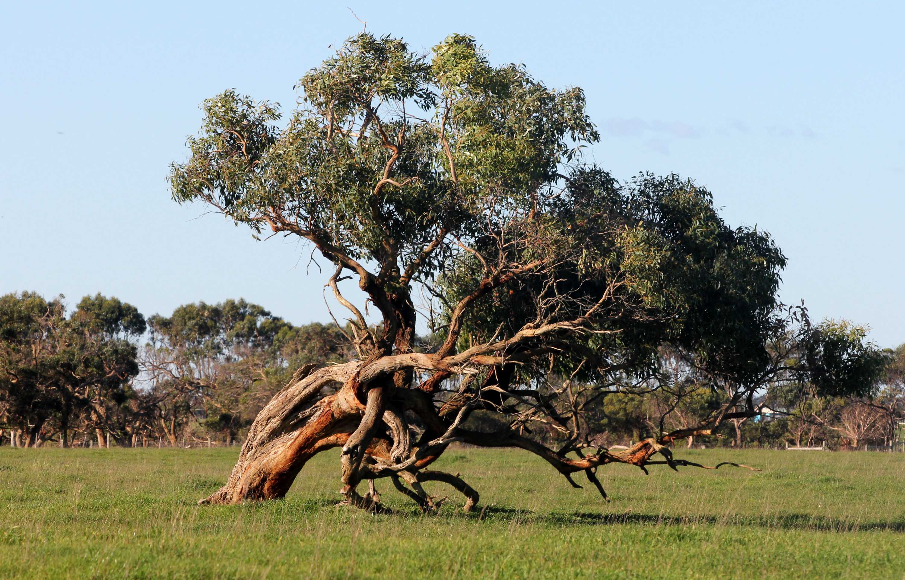 Coastal survivors: South Australia's rare and twisted trees - ABC News