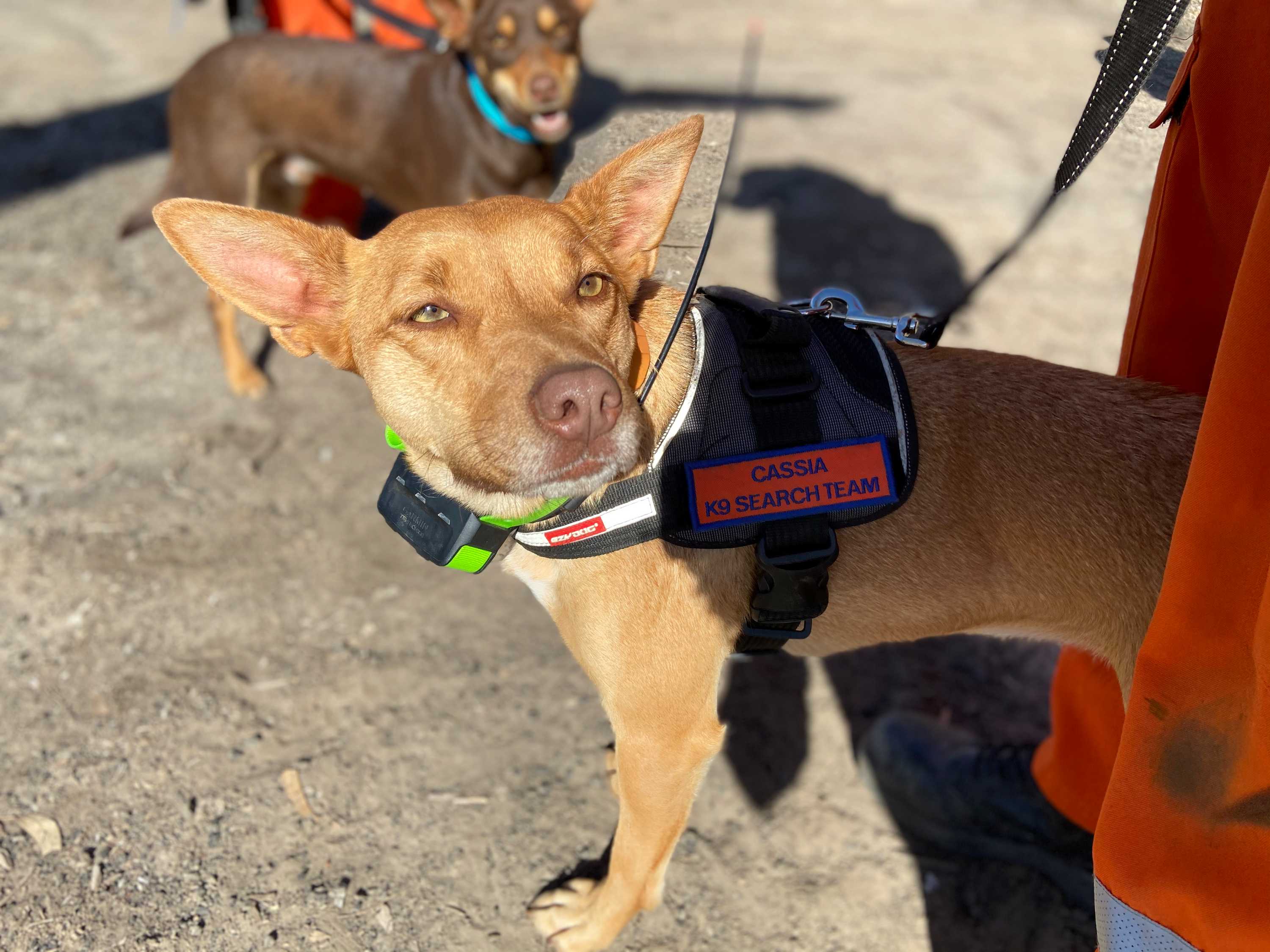 SES canine search team finds success as kelpie-training recruits named ...