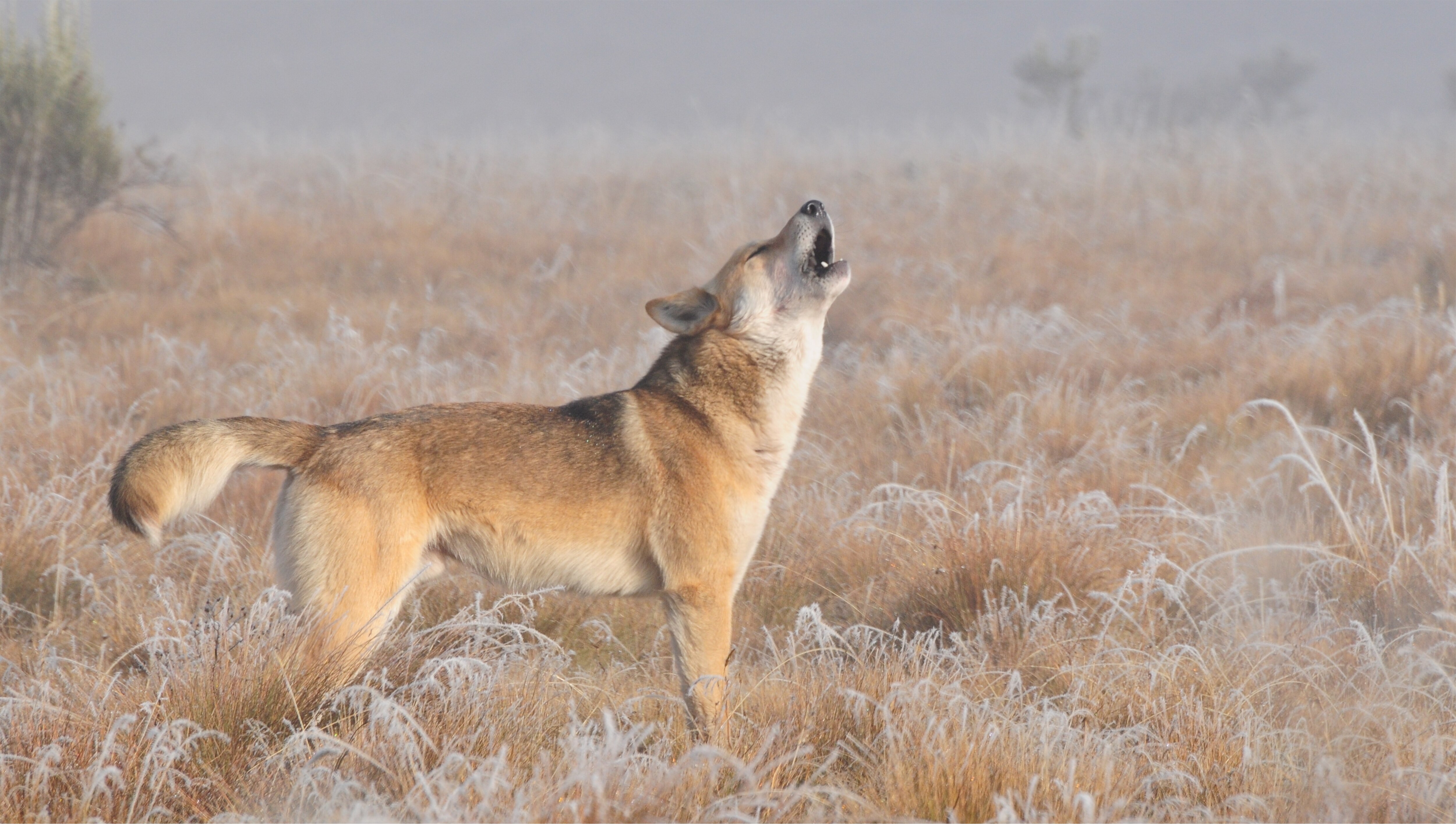 Do Dingoes Howl At The Moon