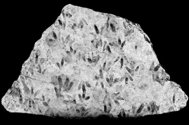 Boulder displayed in school foyer found to have 200-million-year-old ...