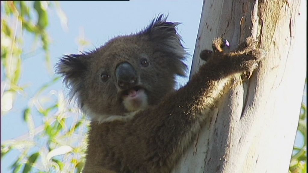 Koalas cry at timber's threat - ABC News
