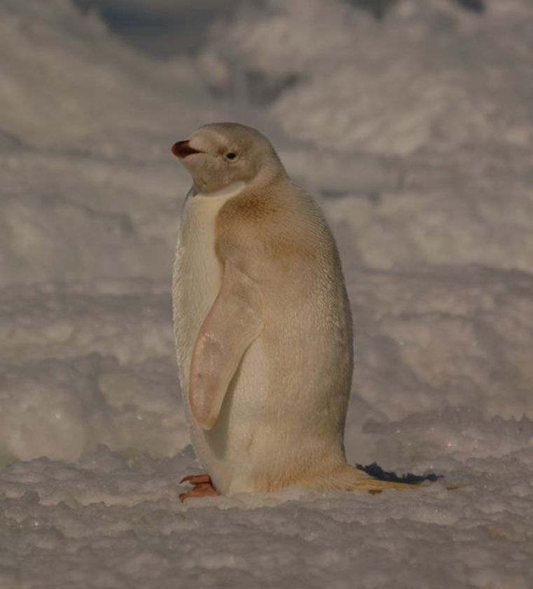 Unpigmented penguin something special for Antarctic scientists - ABC News