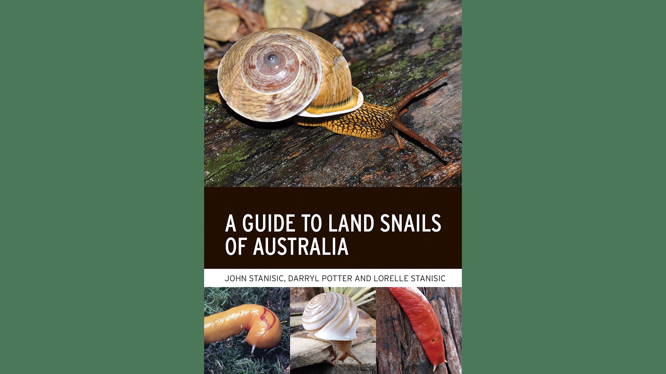 Garden Snail Adaptations | Fasci Garden